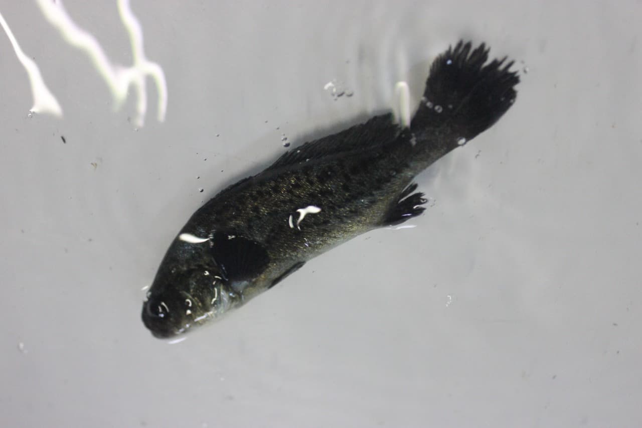 EN BUSCA DE LA PRESERVACIÓN DE LA TOTOABA | únicoBC revista de Baja ...
