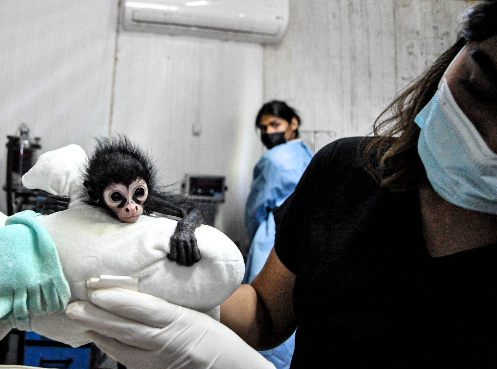 PRIMER CRÍA DE MONO ARAÑA EN ZOOLÓGICO DE MEXICALI | únicoBC revista de ...