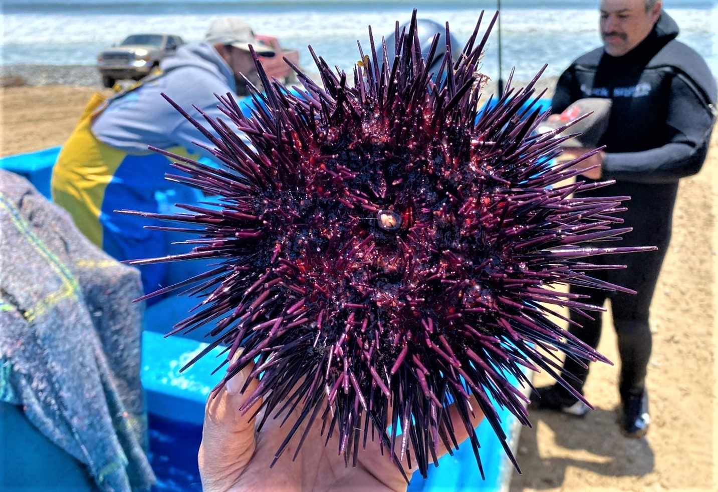 COMIENZA LA VEDA DEL ERIZO ROJO EN BC | únicoBC revista de Baja California