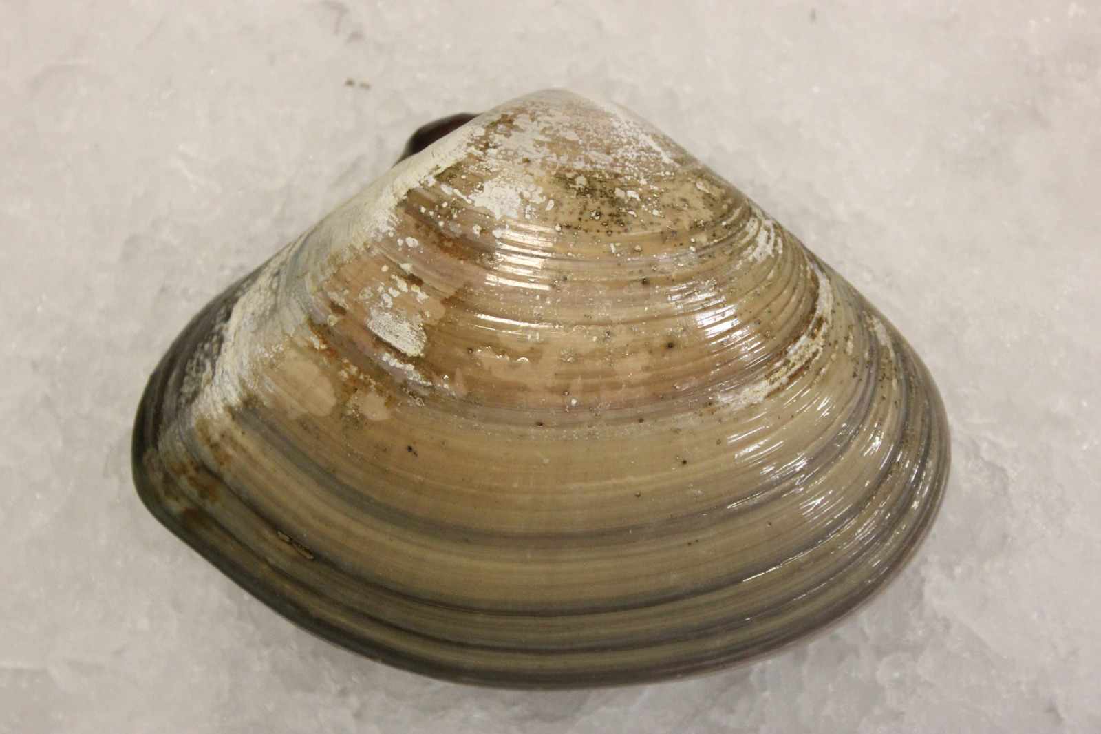 ESTE 6 DE ABRIL ES “DÍA ESTATAL DE LA ALMEJA PISMO” | únicoBC revista ...