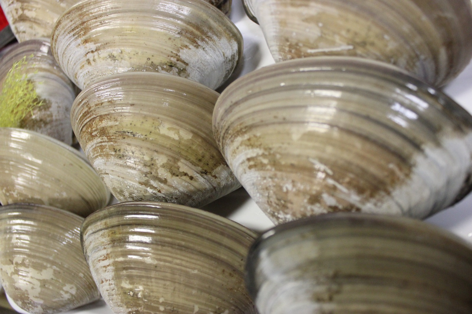 DESTACA POR SU SABOR CON HISTORIA LA ALMEJA PISMO | únicoBC revista de ...